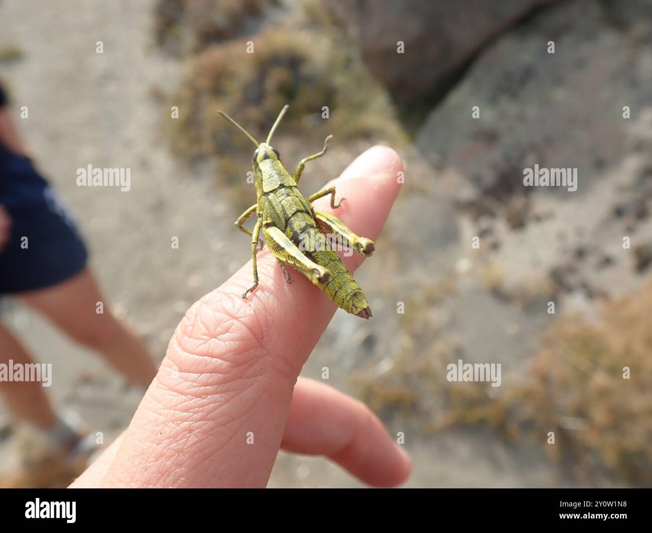 (Sigaus piliferus) Insecta Stock Photo - Alamy