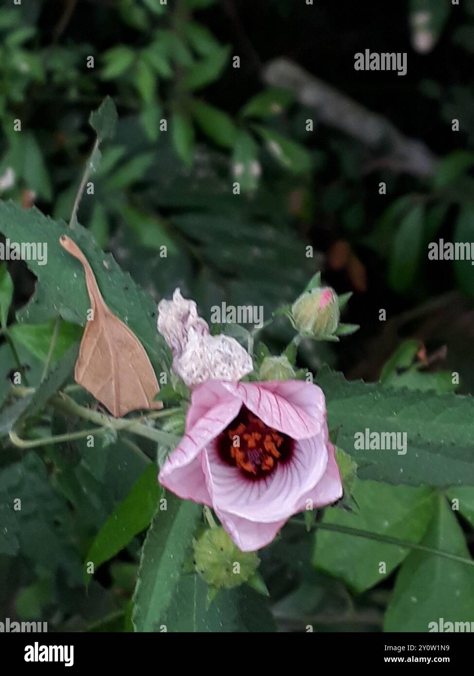 Spearleaf Swampmallow (Pavonia hastata) Plantae Stock Photo - Alamy