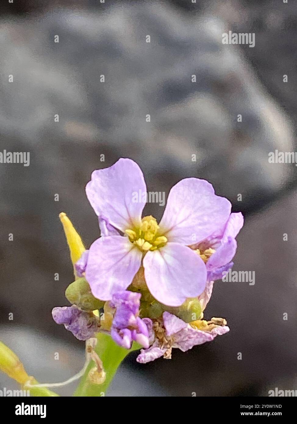 European Searocket (Cakile maritima) Plantae Stock Photo - Alamy