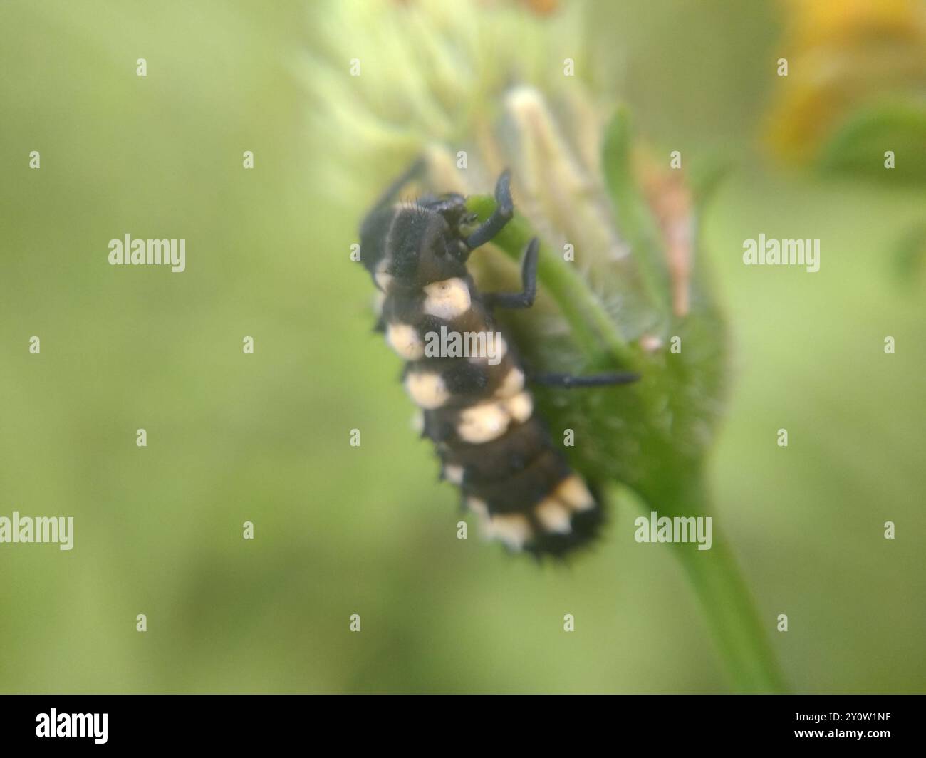 Sulfurous Lady Beetle (Cheilomenes sulphurea) Insecta Stock Photo - Alamy