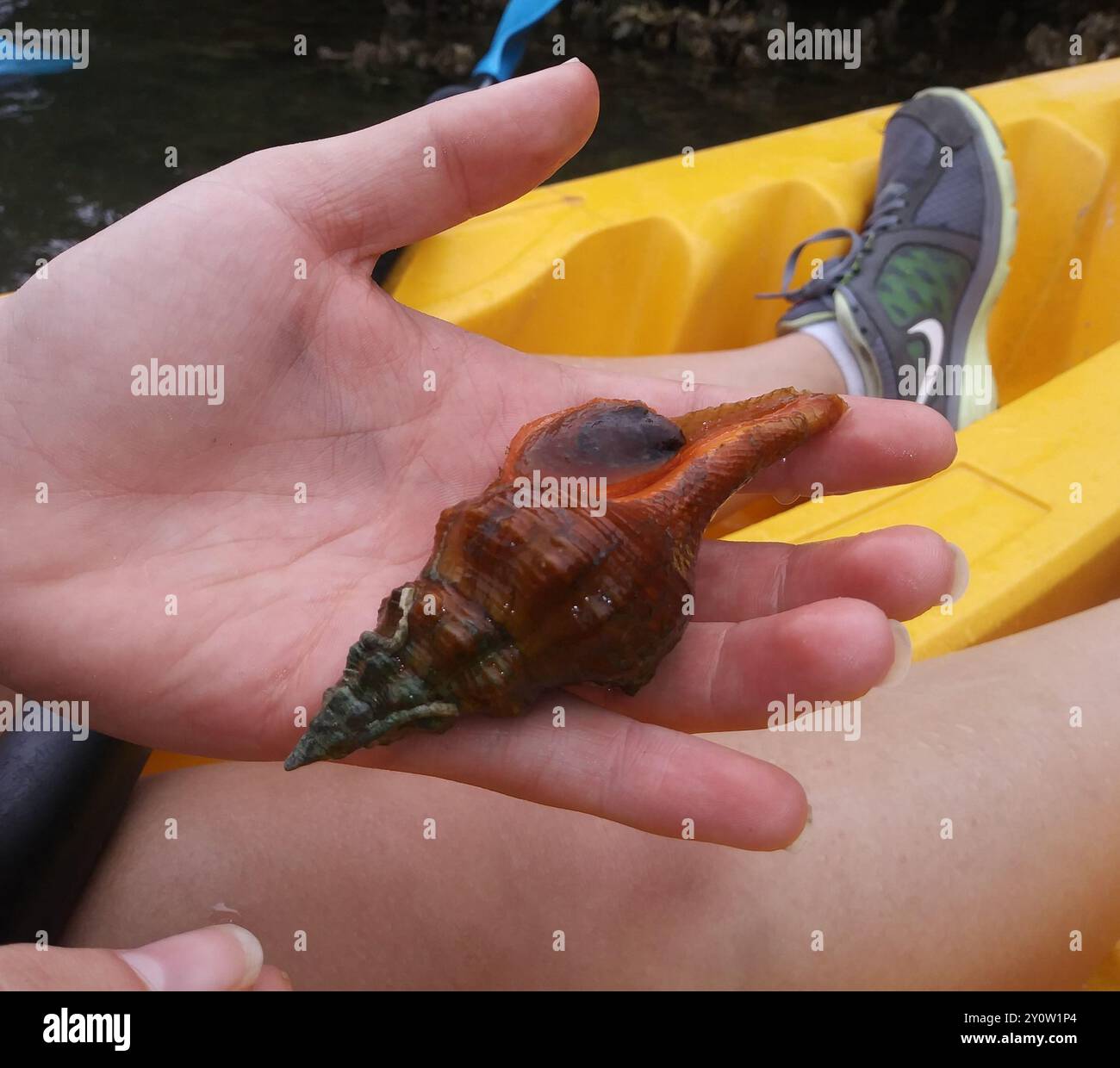 Florida Horse Conch (Triplofusus giganteus) Mollusca Stock Photo - Alamy