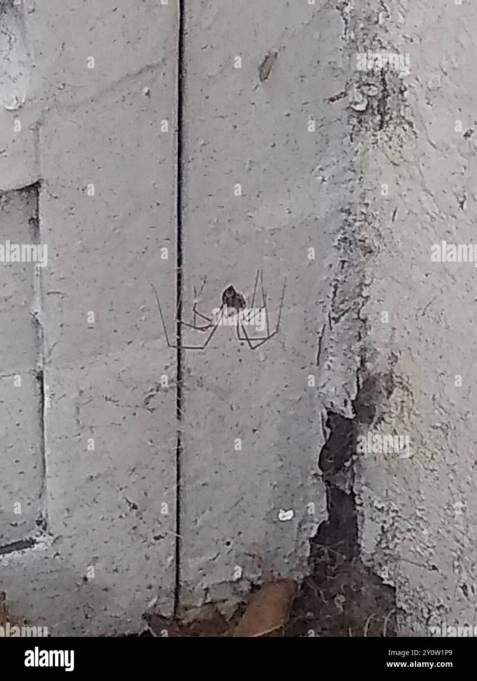 Cellar Spiders (Pholcidae) Arachnida Stock Photo - Alamy