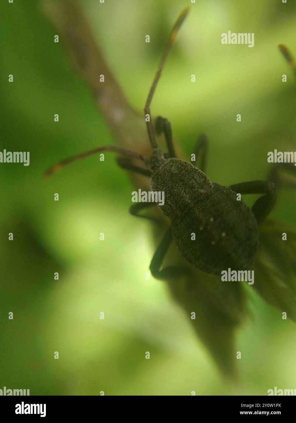 Leaf-footed Bugs (Coreidae) Insecta Stock Photo - Alamy