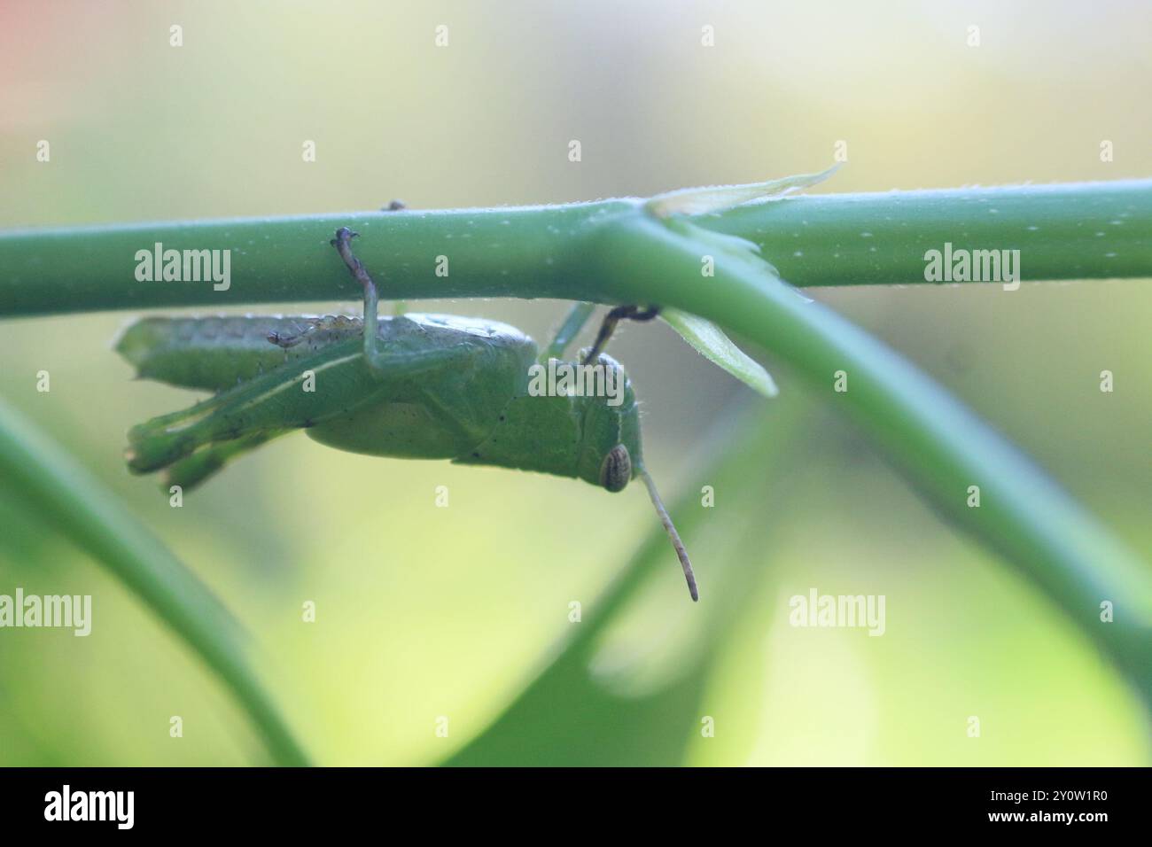Short-horned Grasshoppers and Locusts (Acridoidea) Insecta Stock Photo ...