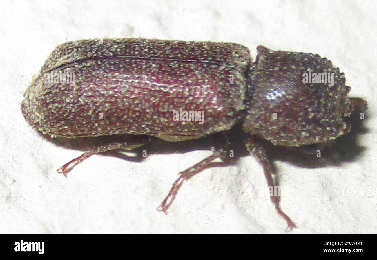 Auger Beetles (Bostrichidae) Insecta Stock Photo - Alamy