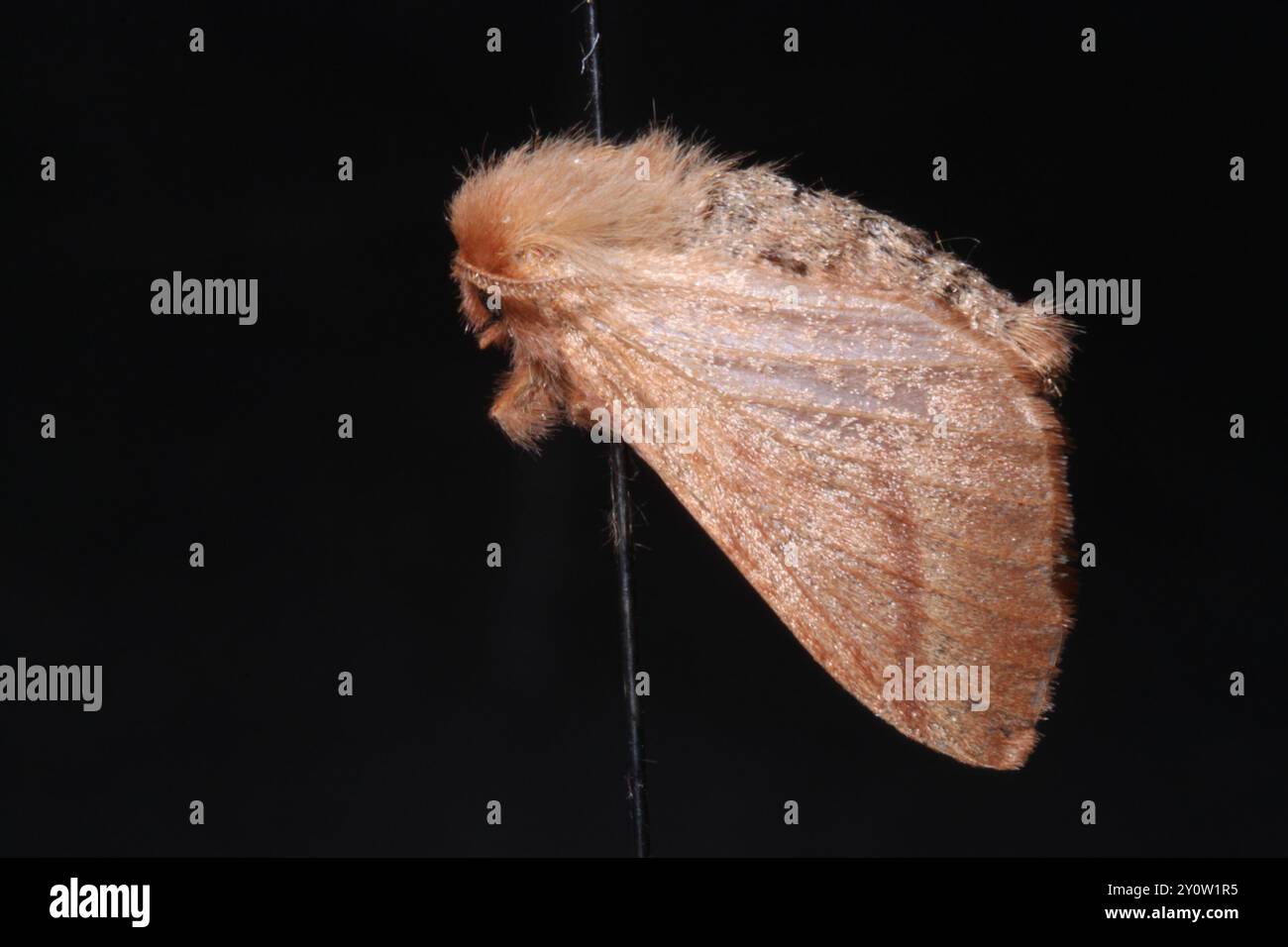 Forest Tent Caterpillar Moth (Malacosoma disstria) Insecta Stock Photo ...