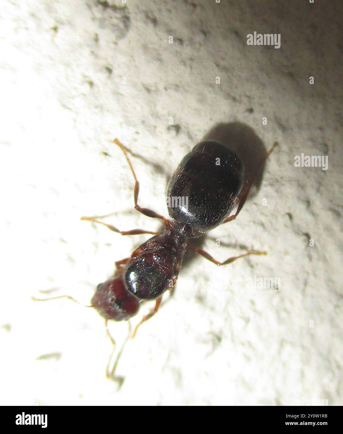 Big-headed Ants (Pheidole) Insecta Stock Photo - Alamy