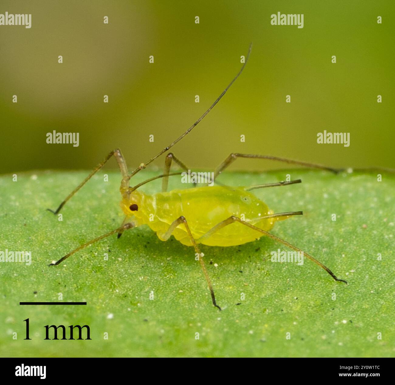 Potato Aphid (Macrosiphum euphorbiae) Insecta Stock Photo - Alamy