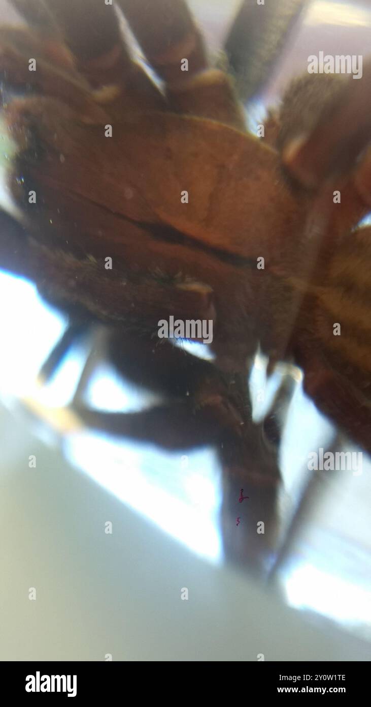 Brazilian Wandering Spider (Phoneutria nigriventer) Arachnida Stock ...