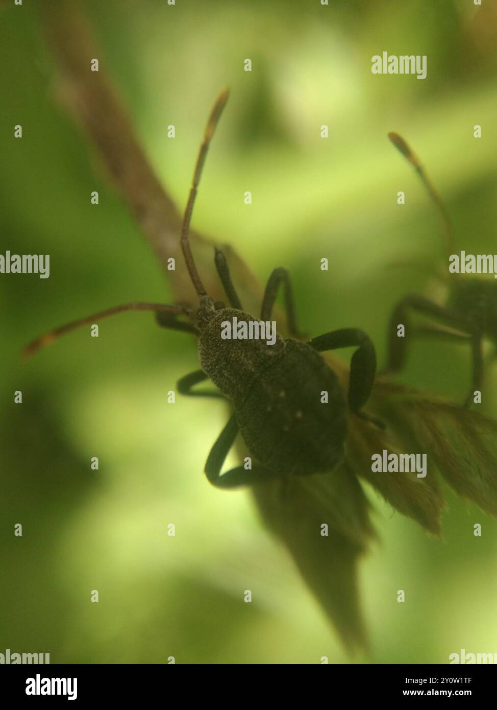 Leaf-footed Bugs (Coreidae) Insecta Stock Photo - Alamy