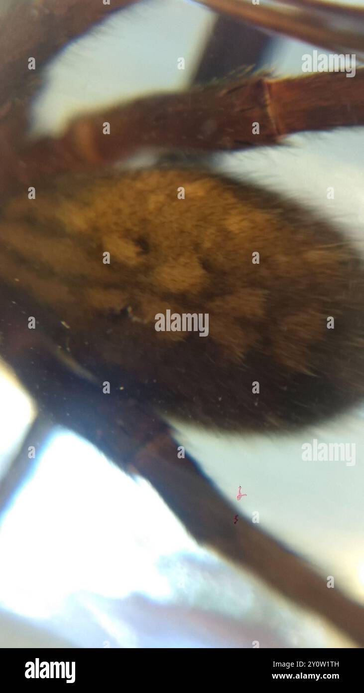Brazilian Wandering Spider (Phoneutria nigriventer) Arachnida Stock ...