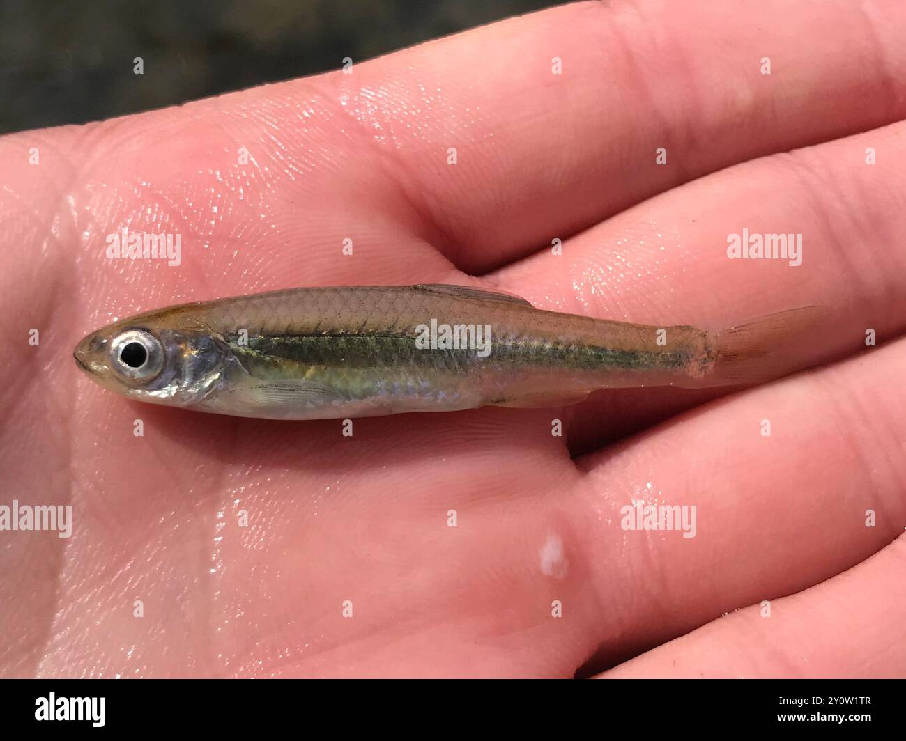 Texas Shiner (Notropis amabilis) Actinopterygii Stock Photo - Alamy