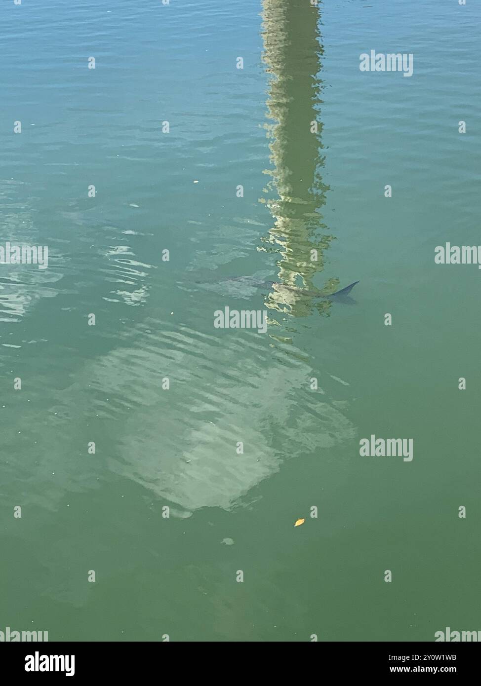 Atlantic Tarpon (Megalops atlanticus) Actinopterygii Stock Photo - Alamy