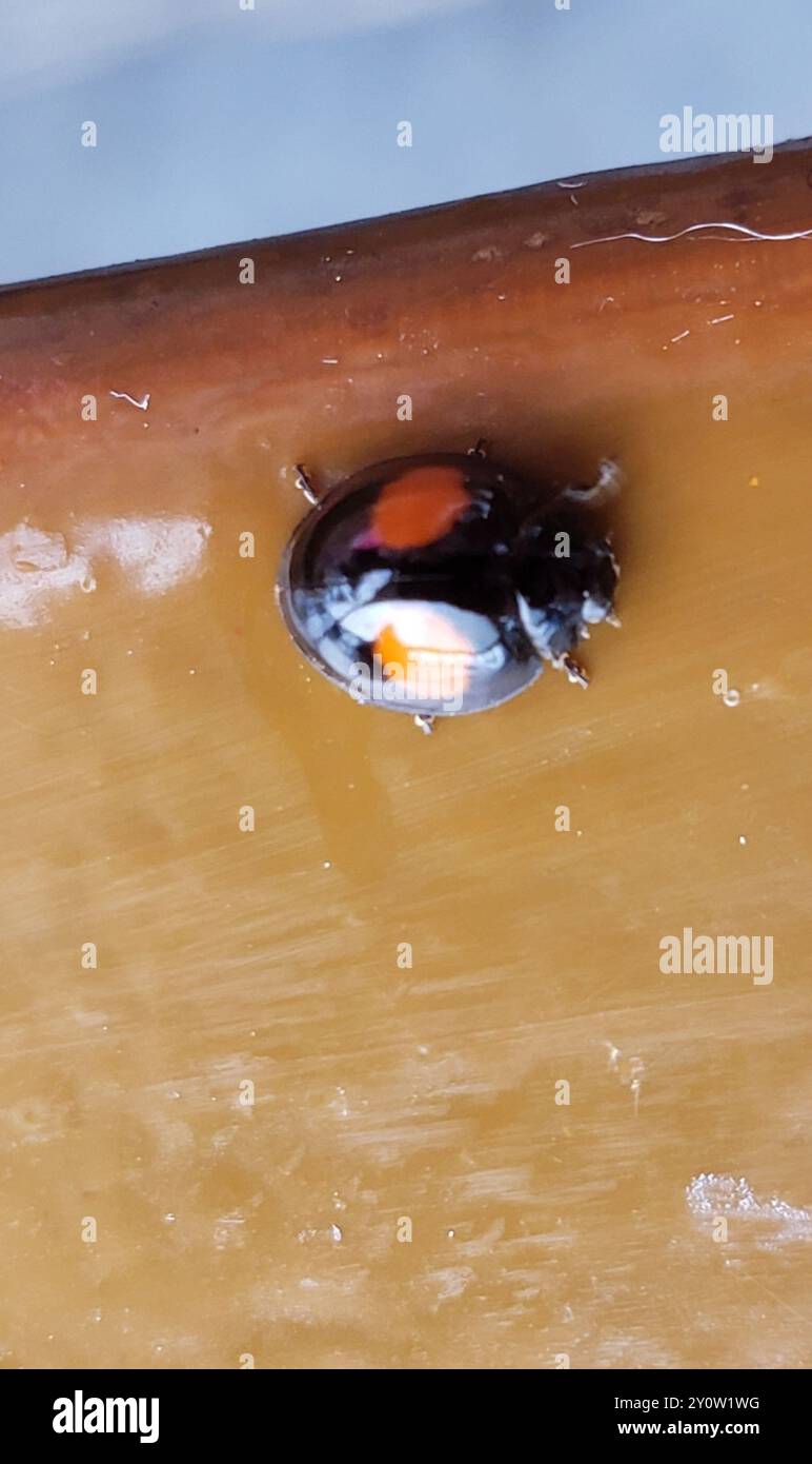 Cactus Lady Beetle (Chilocorus cacti) Insecta Stock Photo - Alamy