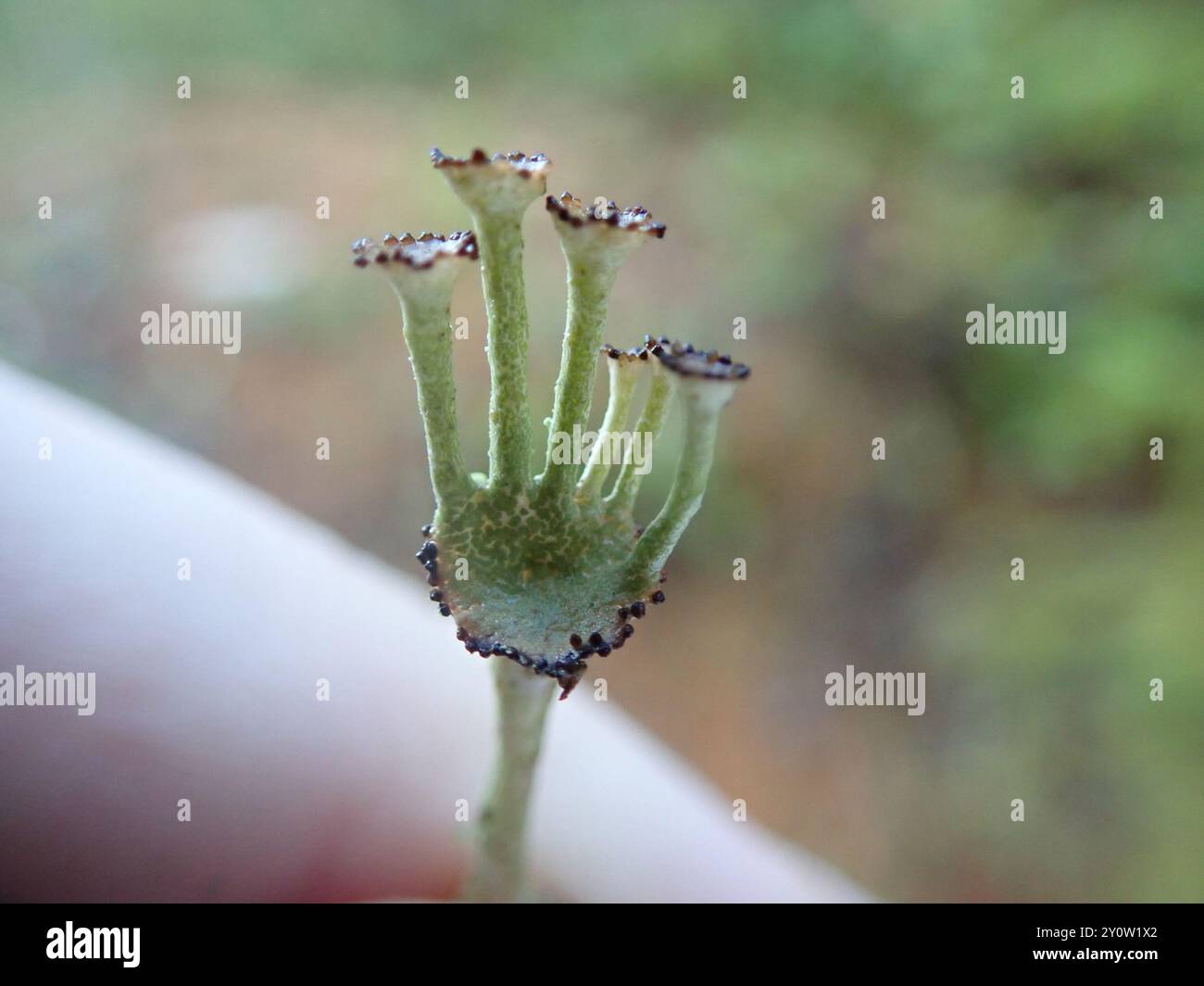 Ladder Lichen (Cladonia verticillata) Fungi Stock Photo - Alamy