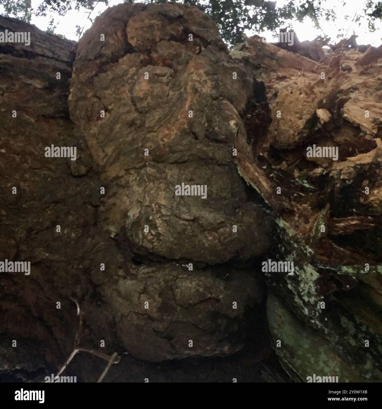 bacterial crown gall (Agrobacterium radiobacter Stock Photo - Alamy
