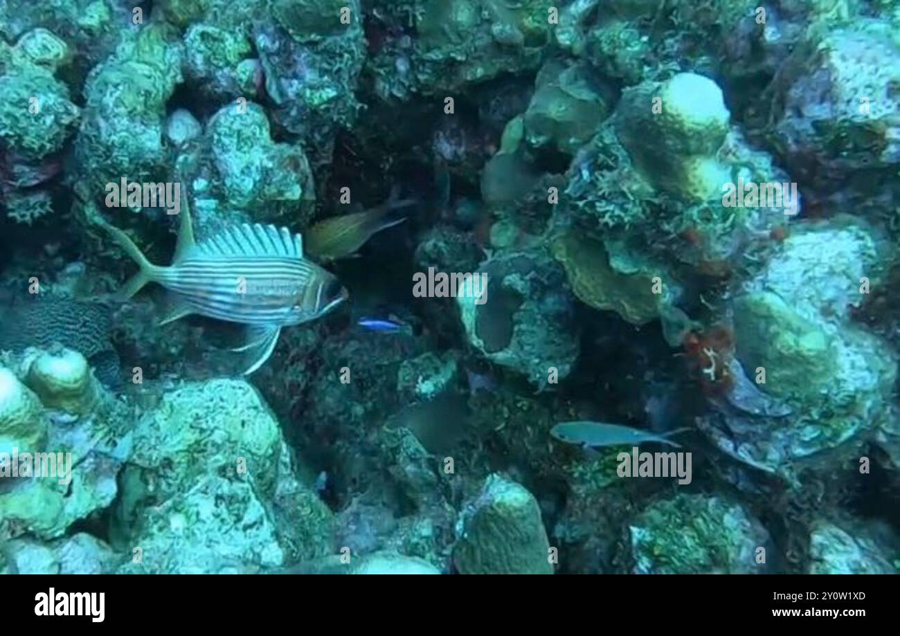 Longspine Squirrelfish (Holocentrus rufus) Actinopterygii Stock Photo ...