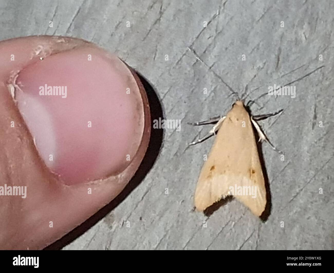 Small Angle-Wing Moth (Gymnobathra hyetodes) Insecta Stock Photo - Alamy