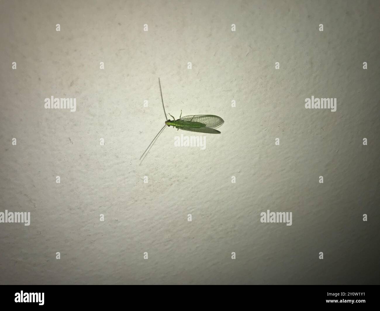 (Chrysoperla externa) Insecta Stock Photo - Alamy