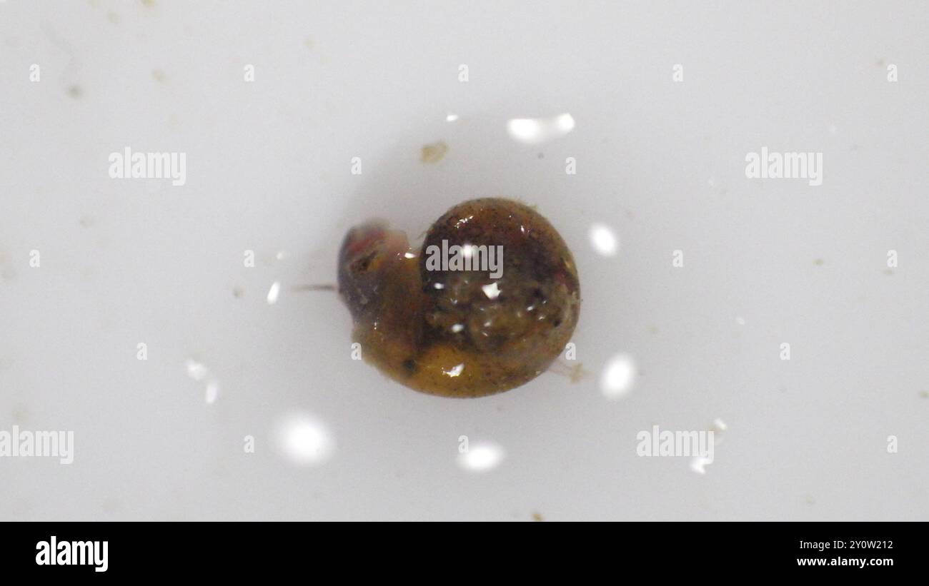 Ramshorn snails (Planorbidae) Mollusca Stock Photo - Alamy
