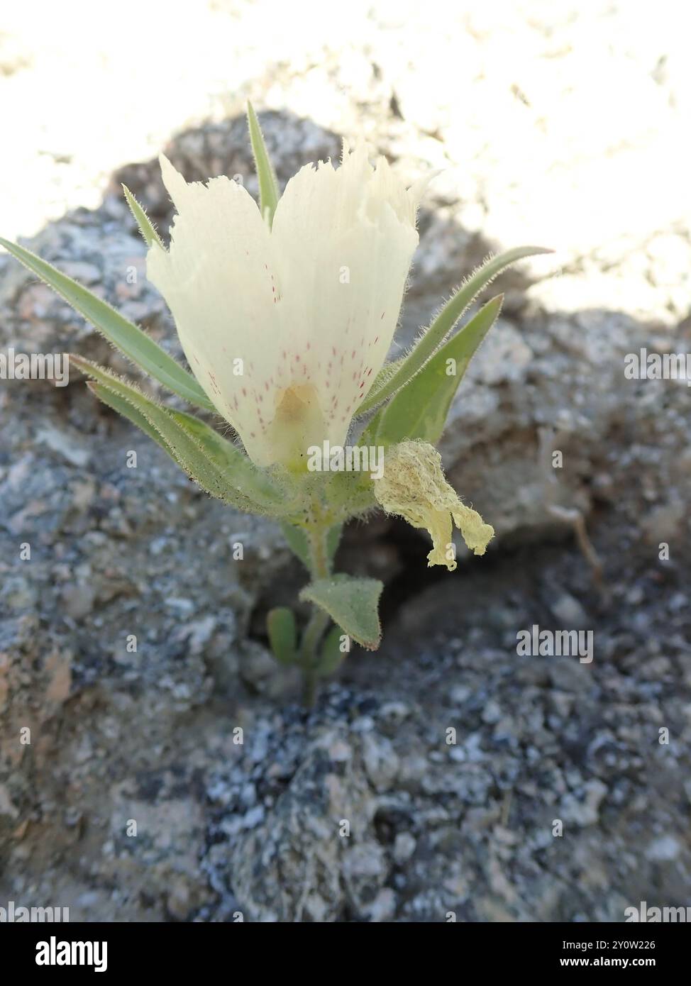 ghost flower (Mohavea confertiflora) Plantae Stock Photo - Alamy