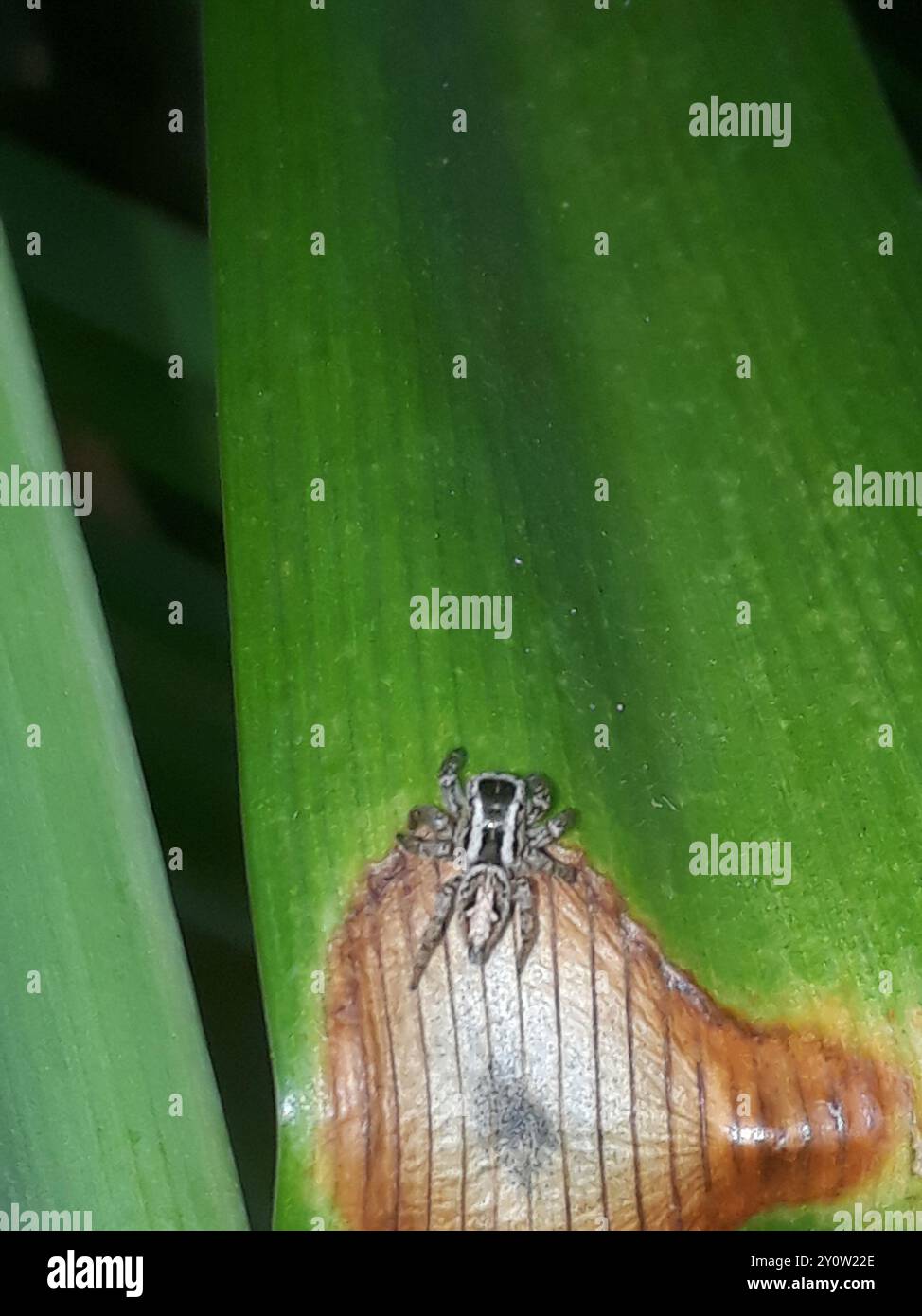 (Aphirape misionensis) Arachnida Stock Photo - Alamy