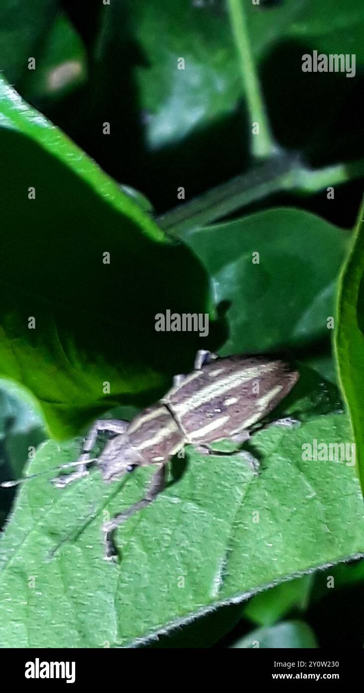 South American Fruit Tree Weevil (Naupactus xanthographus) Insecta ...