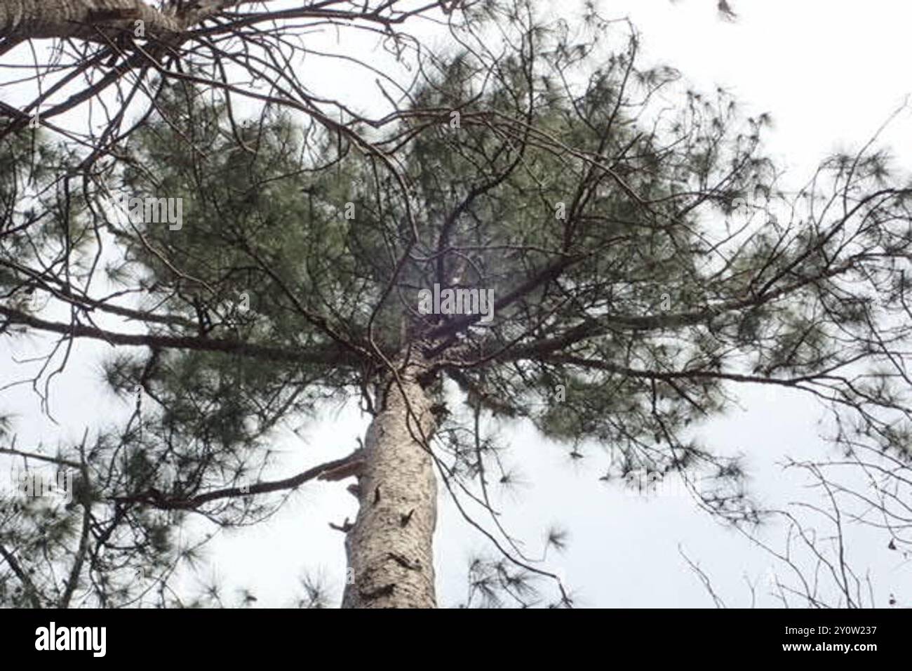 shortleaf pine (Pinus echinata) Plantae Stock Photo - Alamy