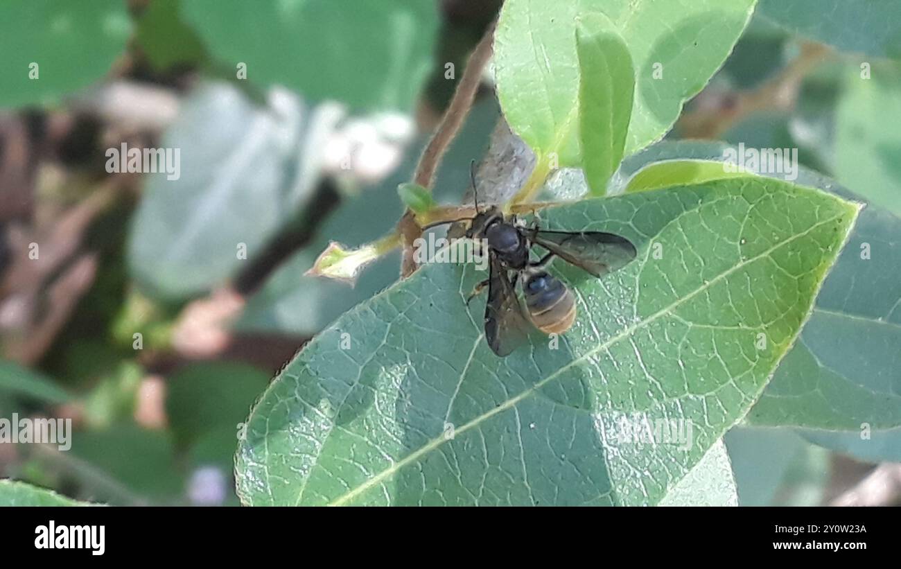 Augochlorine Sweat Bees (Augochlorini) Insecta Stock Photo - Alamy