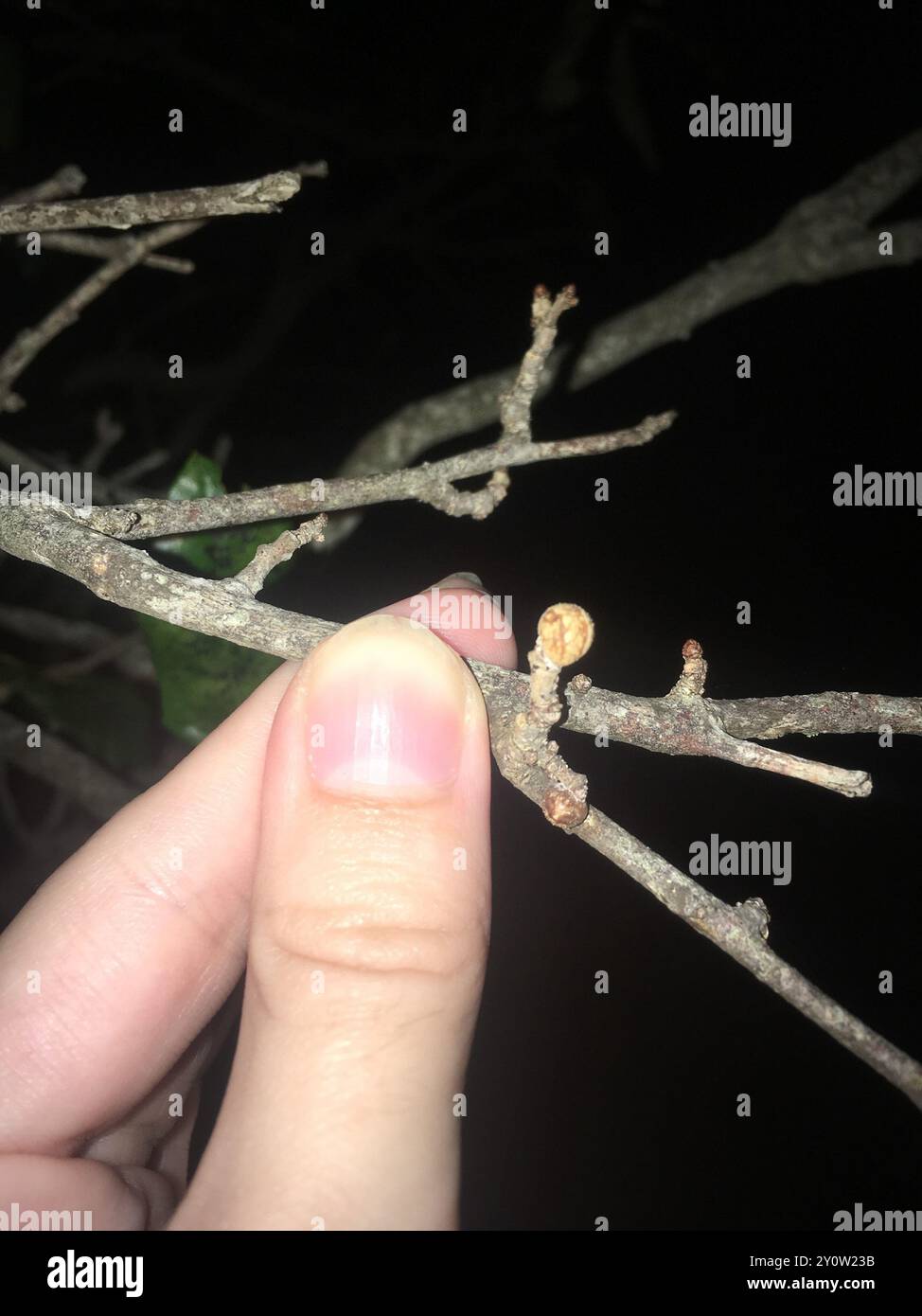 (Allokermes kingii) Insecta Stock Photo - Alamy