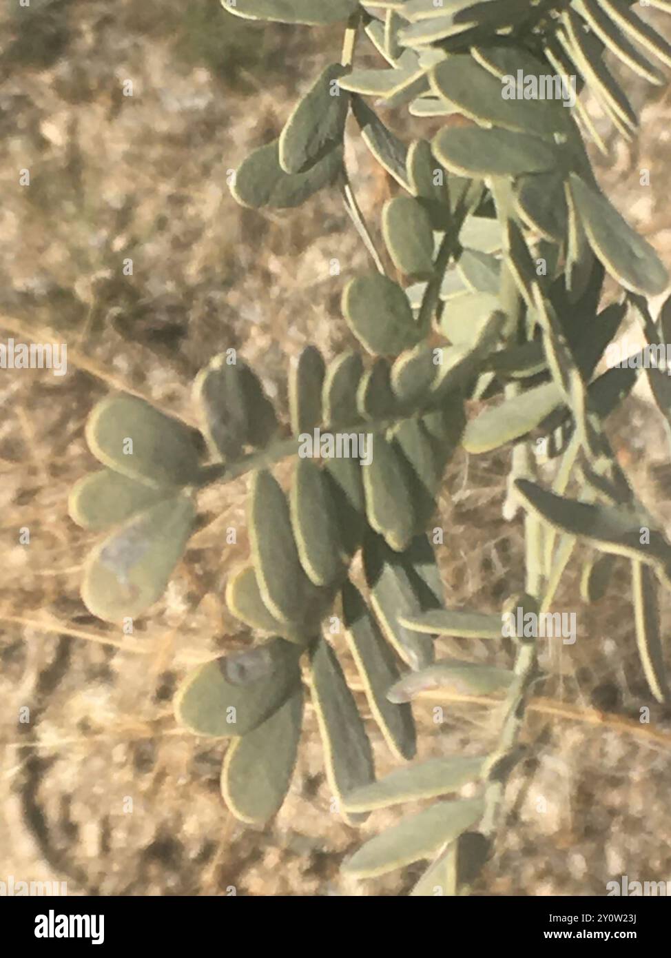 desert ironwood (Olneya tesota) Plantae Stock Photo - Alamy