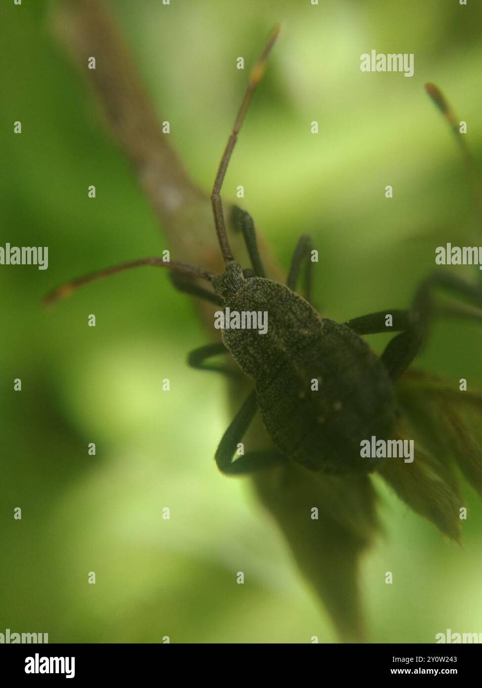 Leaf-footed Bugs (Coreidae) Insecta Stock Photo - Alamy