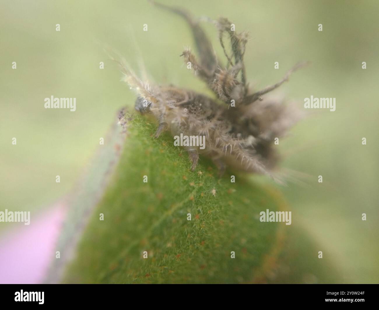 Winged and Once-winged Insects (Pterygota) Insecta Stock Photo - Alamy