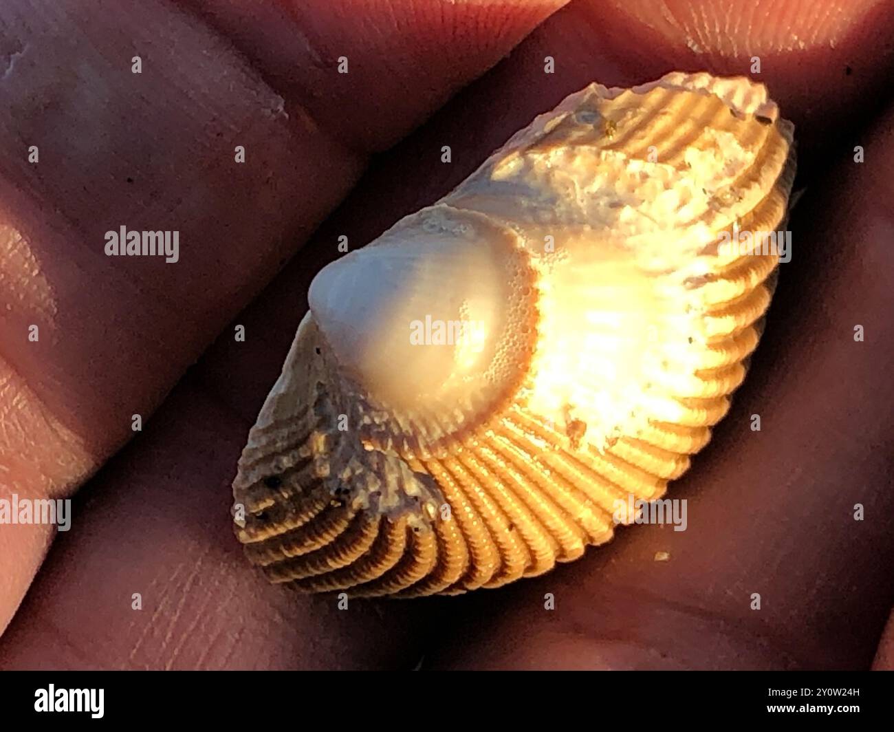 Nuttall's Cockle (Clinocardium nuttallii) Mollusca Stock Photo - Alamy