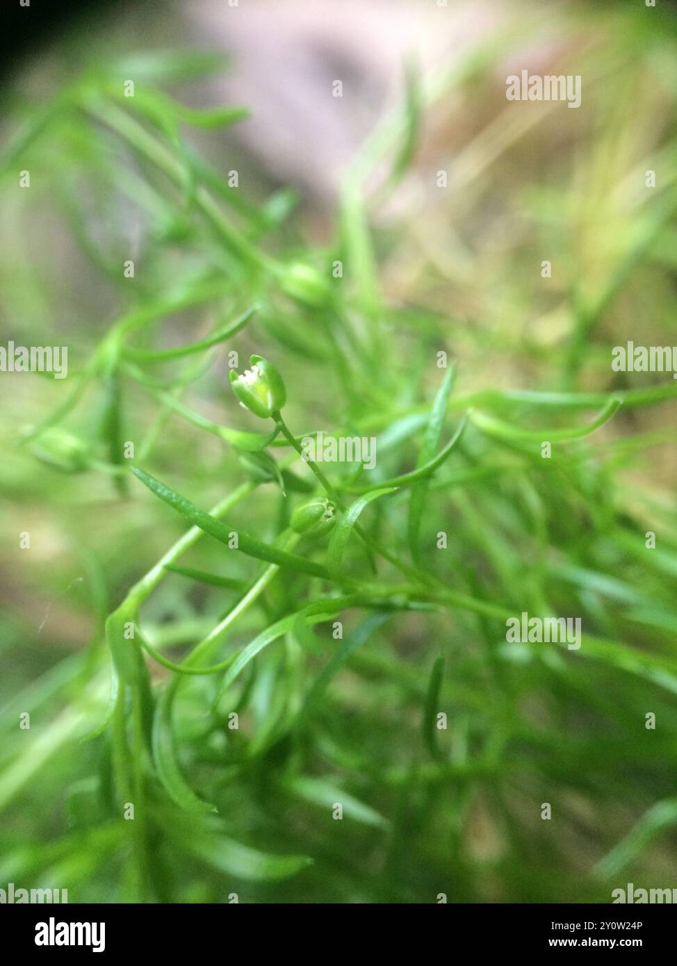 Procumbent Pearlwort (Sagina procumbens) Plantae Stock Photo - Alamy