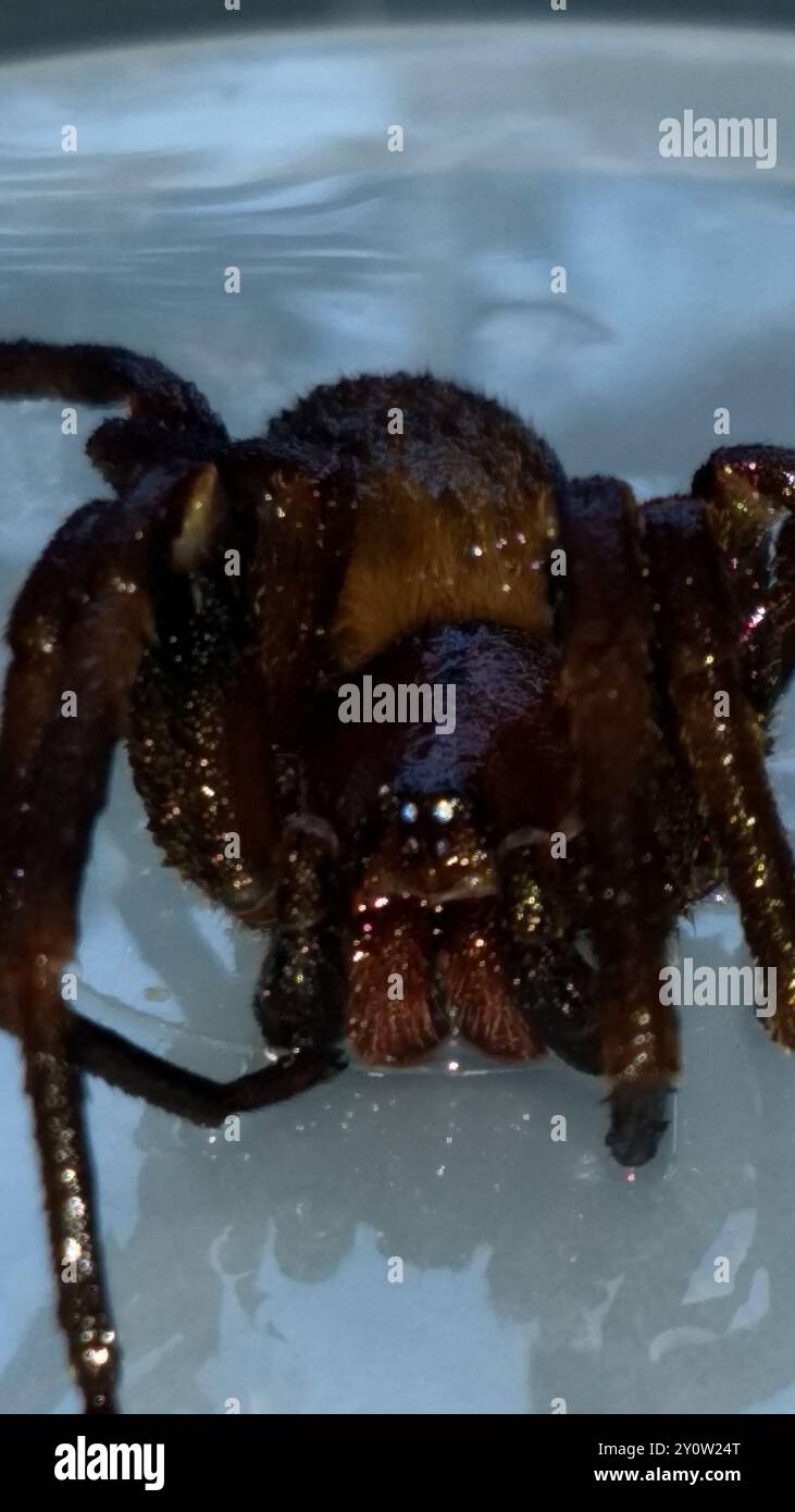 Brazilian Wandering Spider (Phoneutria nigriventer) Arachnida Stock ...