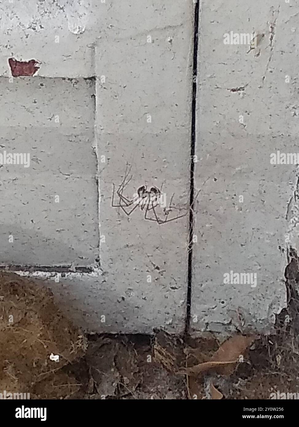 Cellar Spiders (Pholcidae) Arachnida Stock Photo - Alamy