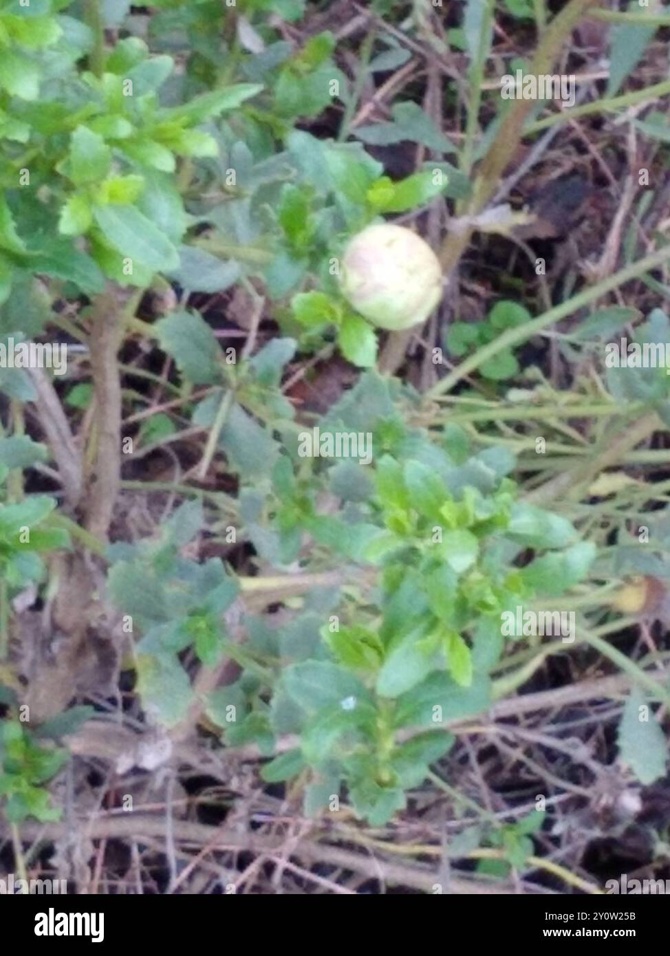 Coyote Brush Bud Gall Midge (Rhopalomyia californica) Insecta Stock ...