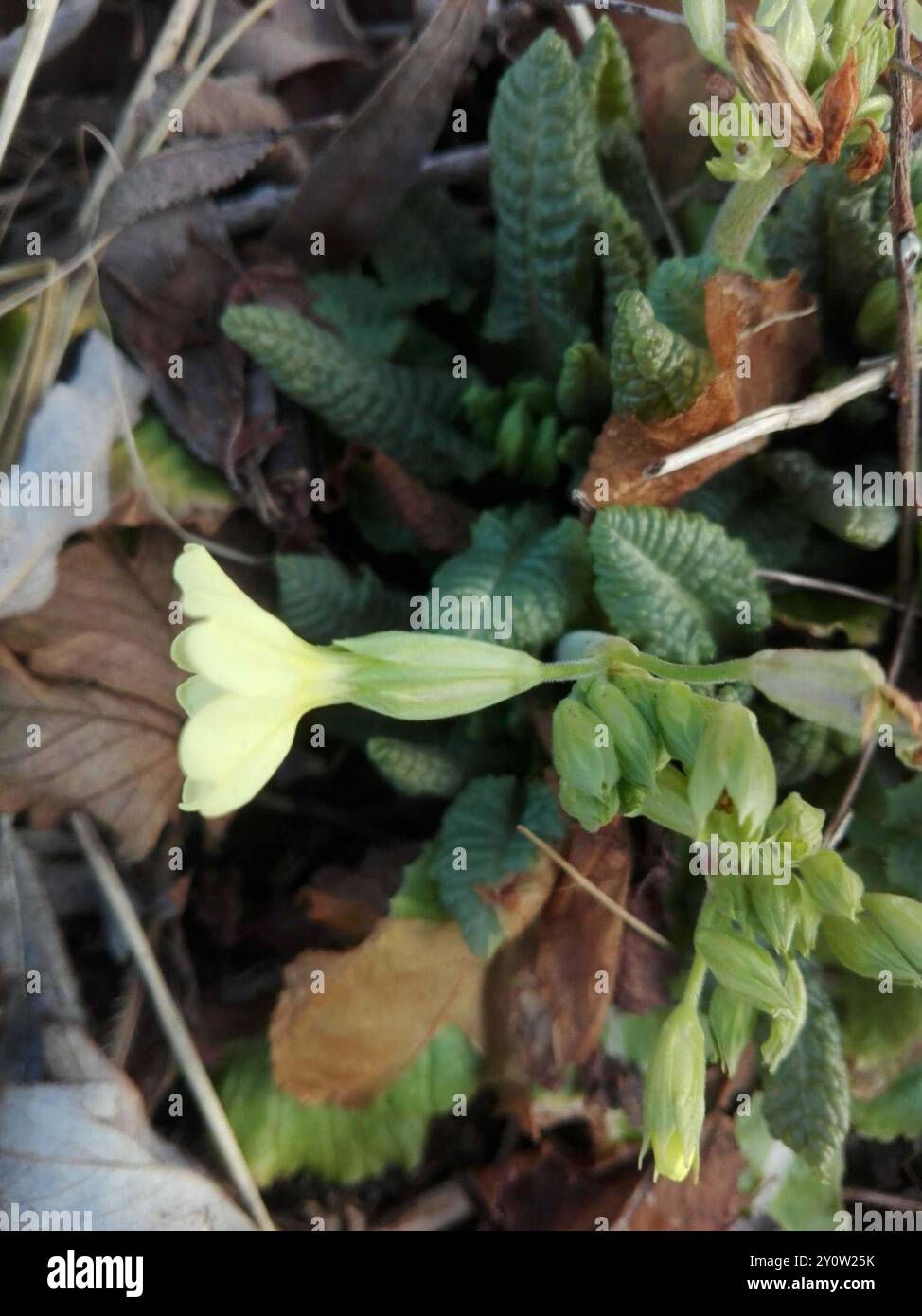 Oxlip (Primula elatior) Plantae Stock Photo - Alamy