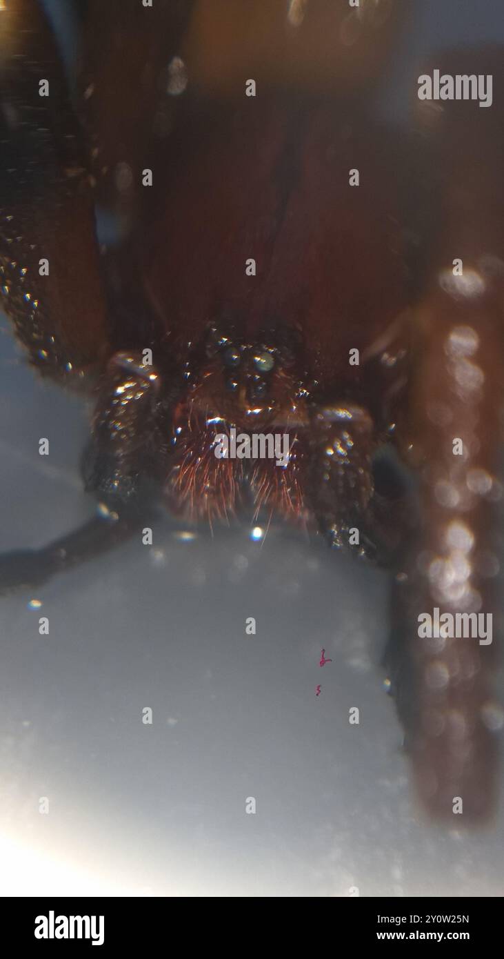 Brazilian Wandering Spider (Phoneutria nigriventer) Arachnida Stock ...
