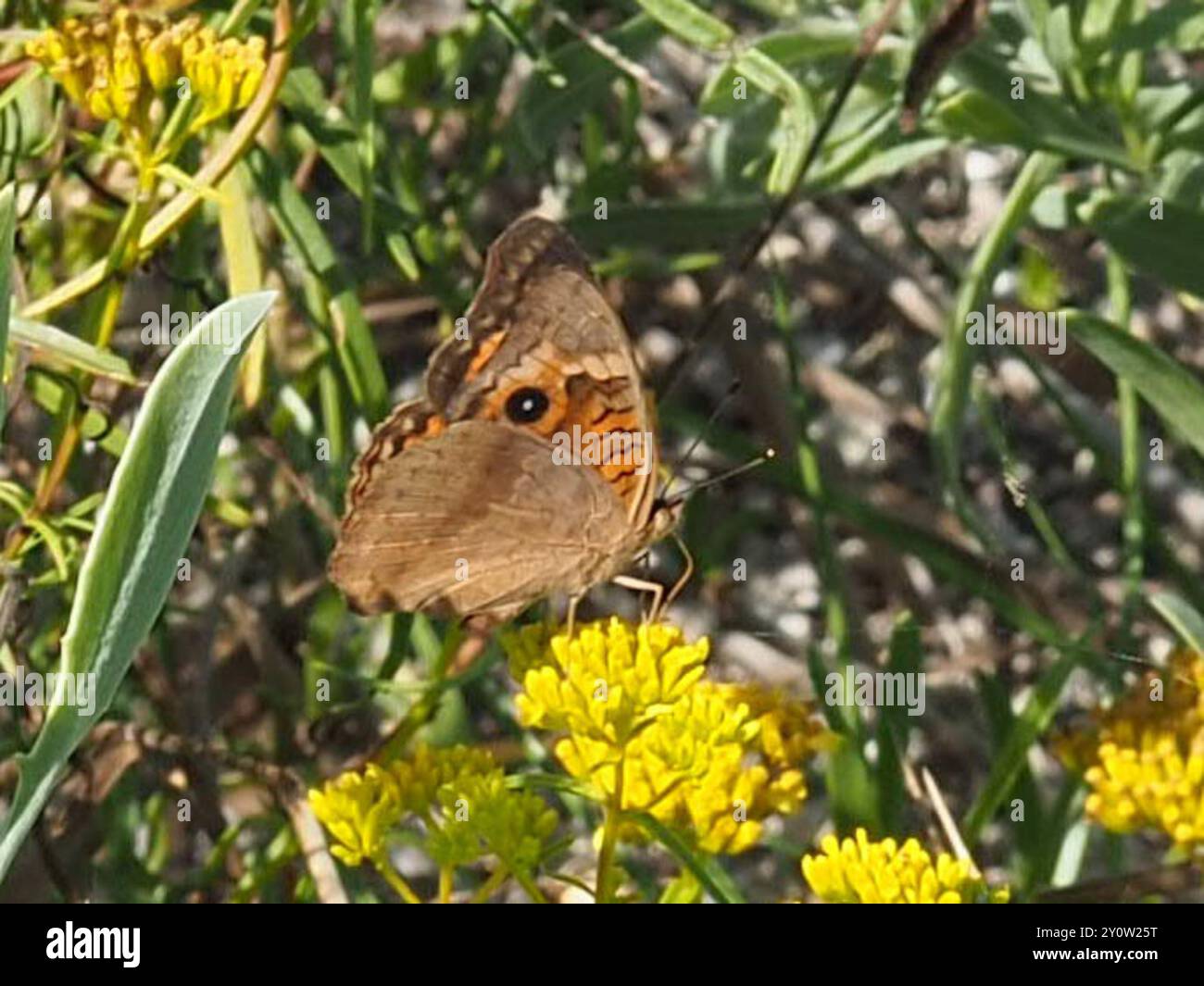 West Indian Mangrove Buckeye (Junonia neildi) Insecta Stock Photo - Alamy