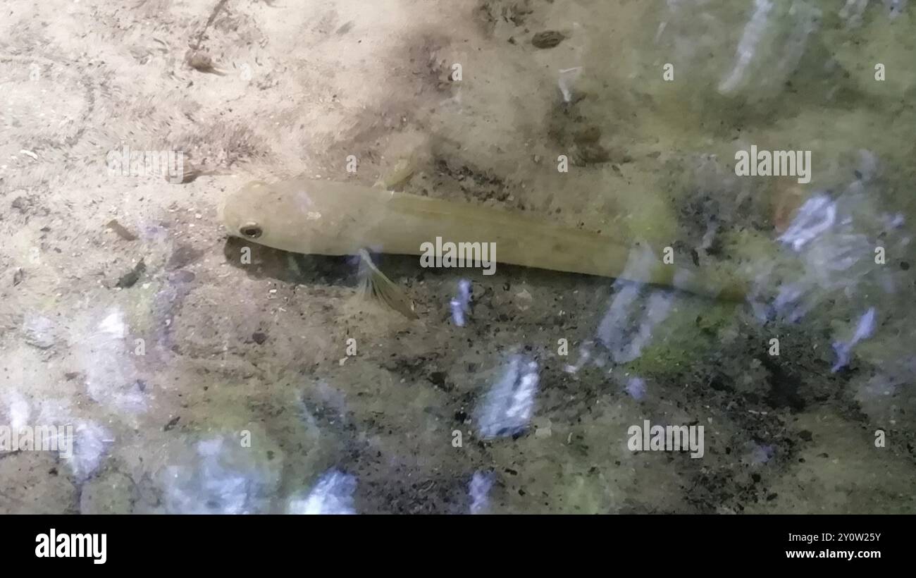 Striped Snakehead (Channa striata) Actinopterygii Stock Photo - Alamy