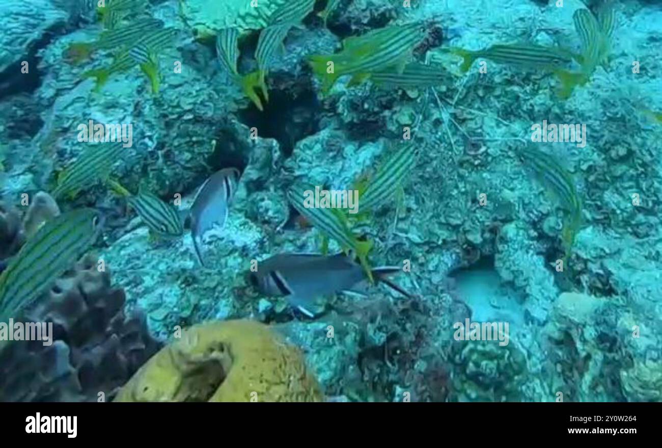 Blackbar Soldierfish (Myripristis jacobus) Actinopterygii Stock Photo ...