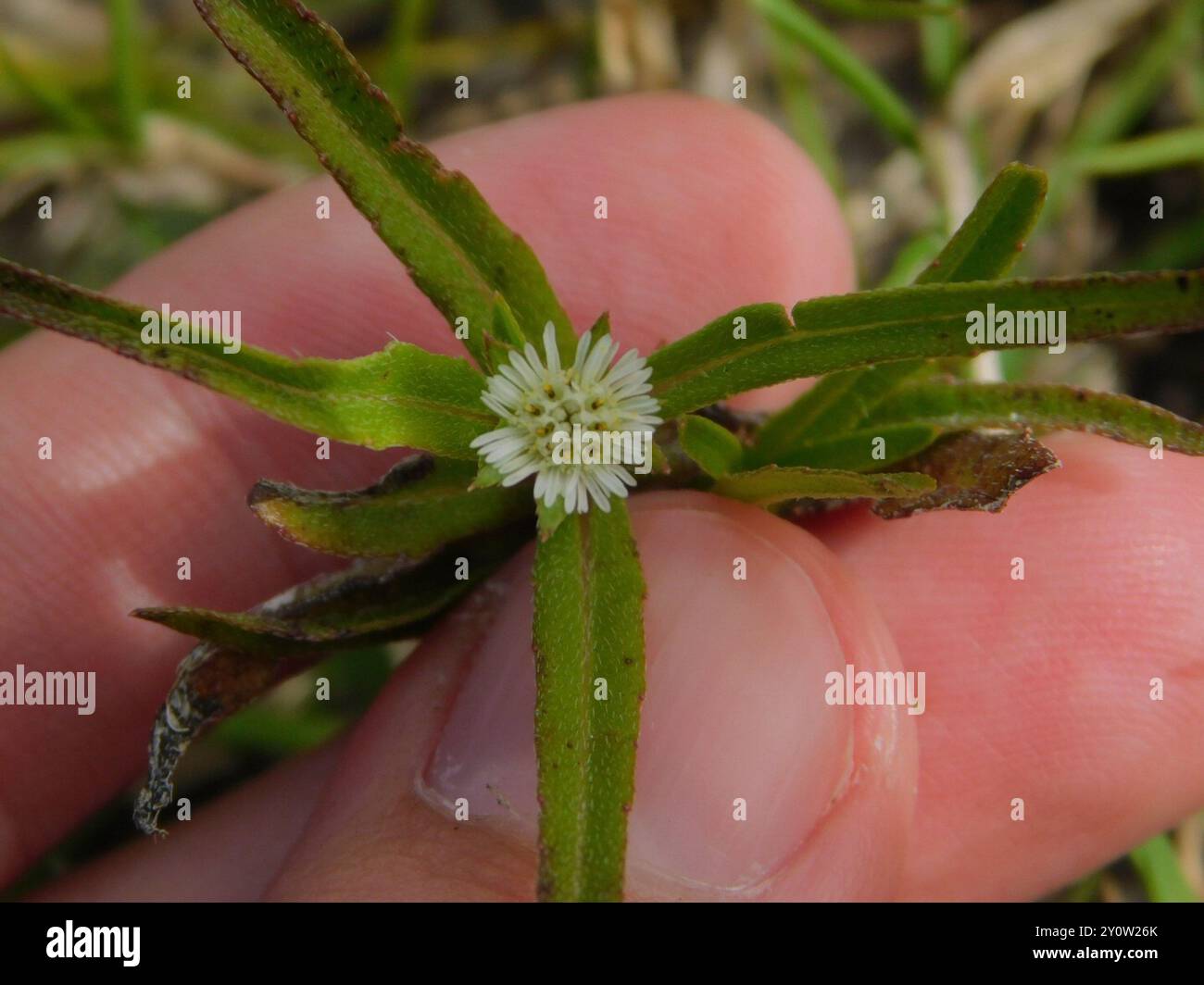 false daisy (Eclipta prostrata) Plantae Stock Photo - Alamy