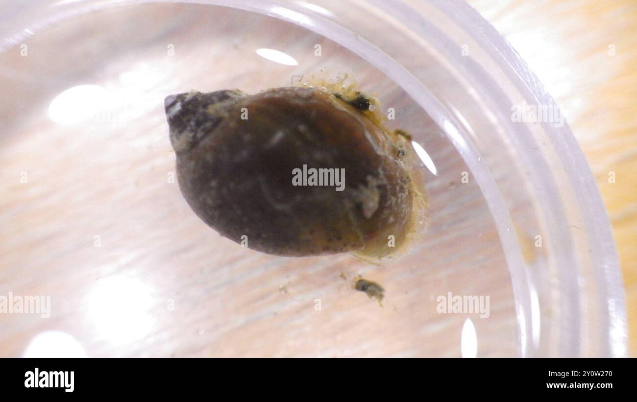 Bladder Snails (Physidae) Mollusca Stock Photo - Alamy