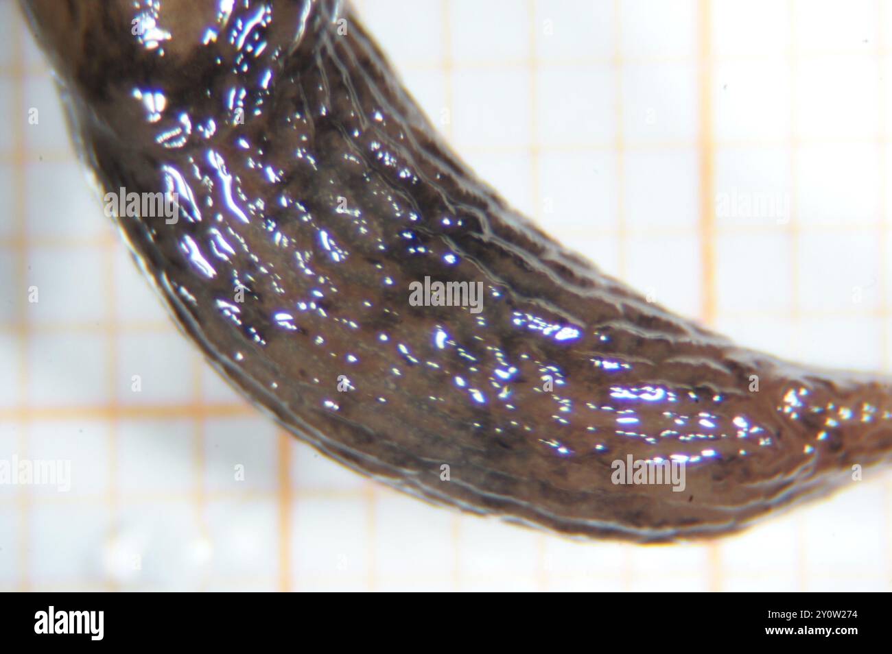 Smooth Land Slugs (Deroceras) Mollusca Stock Photo - Alamy