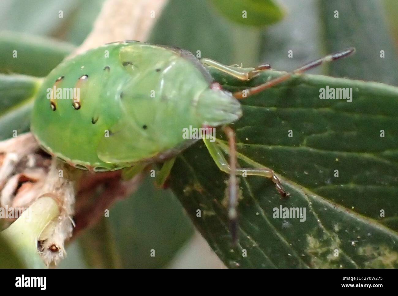 Stink Bugs, Shield Bugs, and Allies (Pentatomoidea) Insecta Stock Photo ...