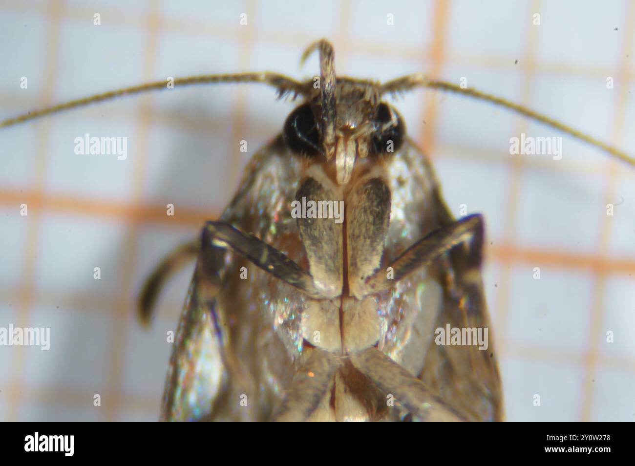 Curved-horn Moths (Gelechioidea) Insecta Stock Photo - Alamy