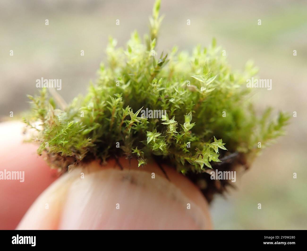 joint-toothed mosses (Bryopsida) Plantae Stock Photo - Alamy
