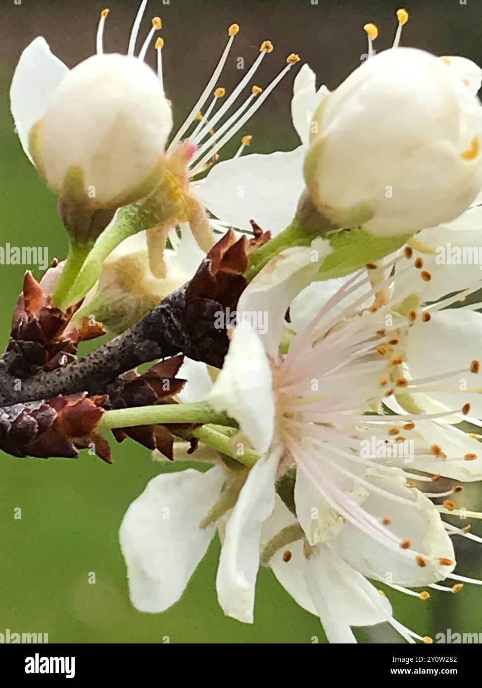 Mexican Plum (Prunus mexicana) Plantae Stock Photo - Alamy